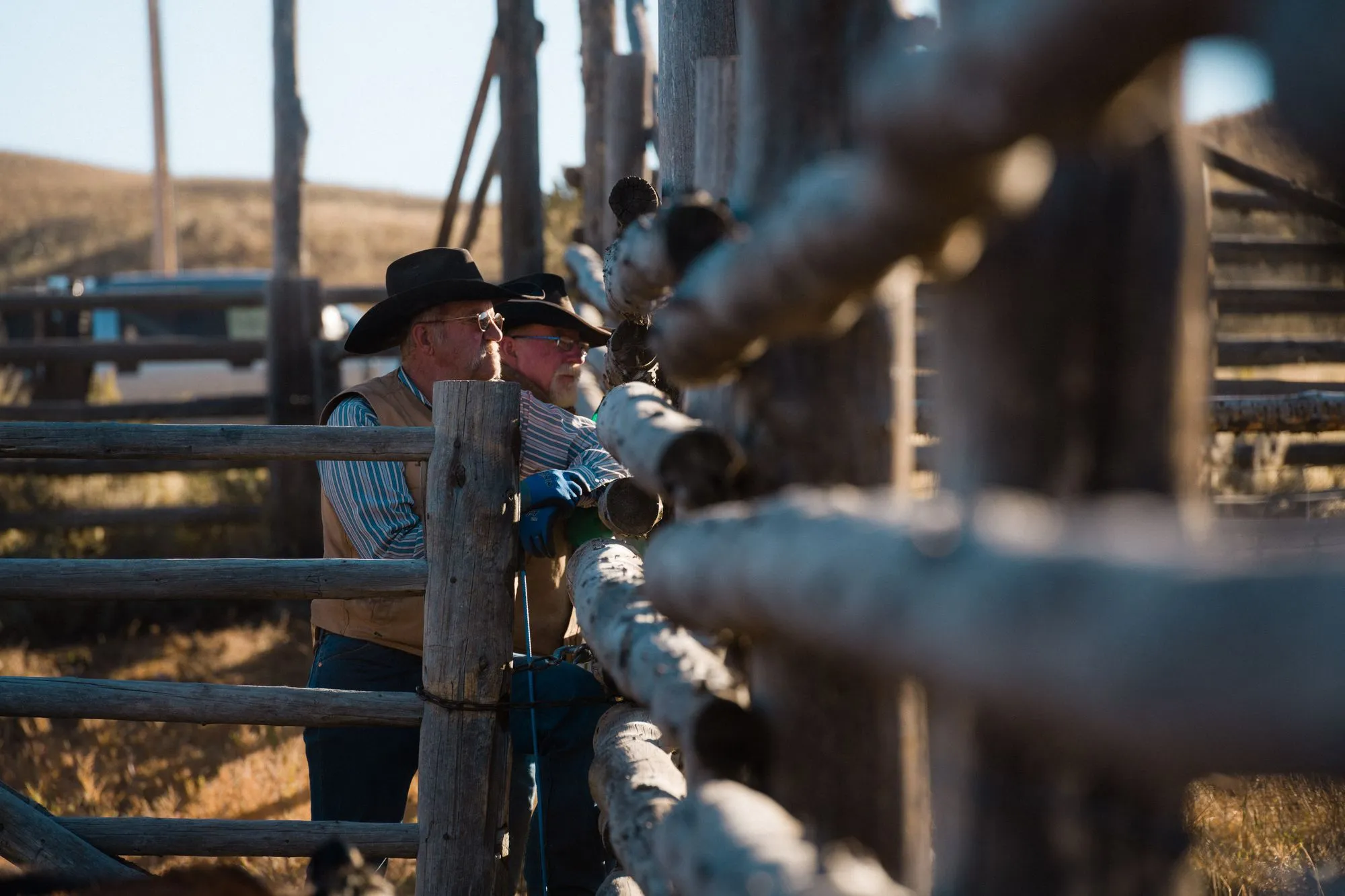 The Beaverhead and Selkirk - Matador Ranch and Cattle