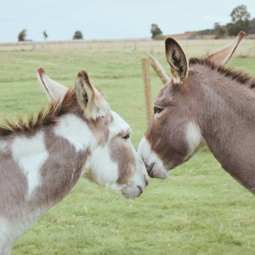 Tiny Steps Petting Farm