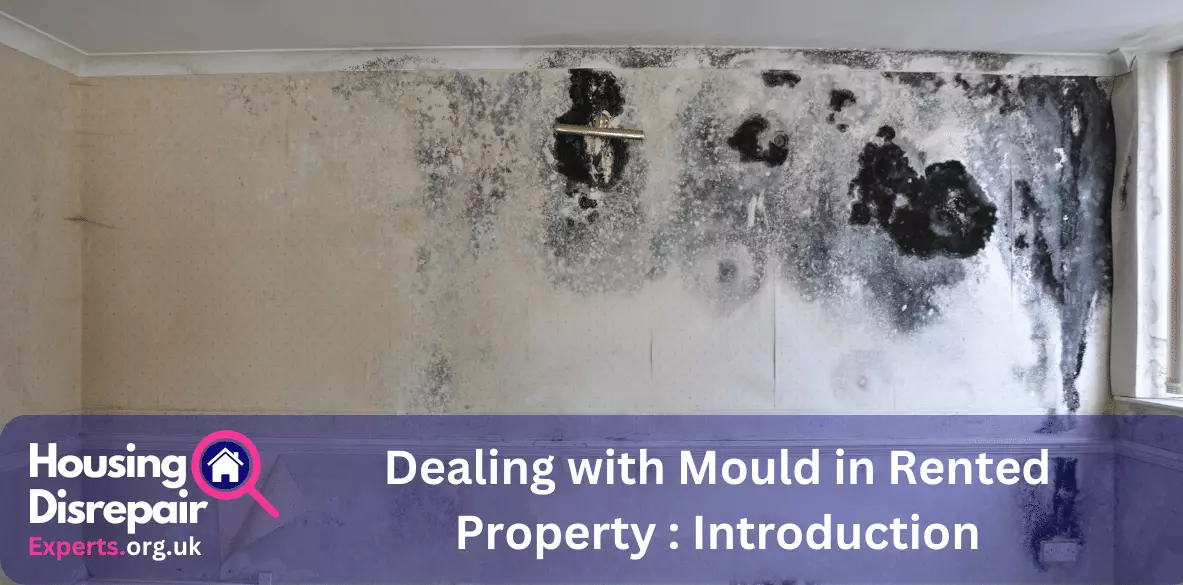 A Tenant's Guide to Dealing with Mould in Rented Property | Housing ...