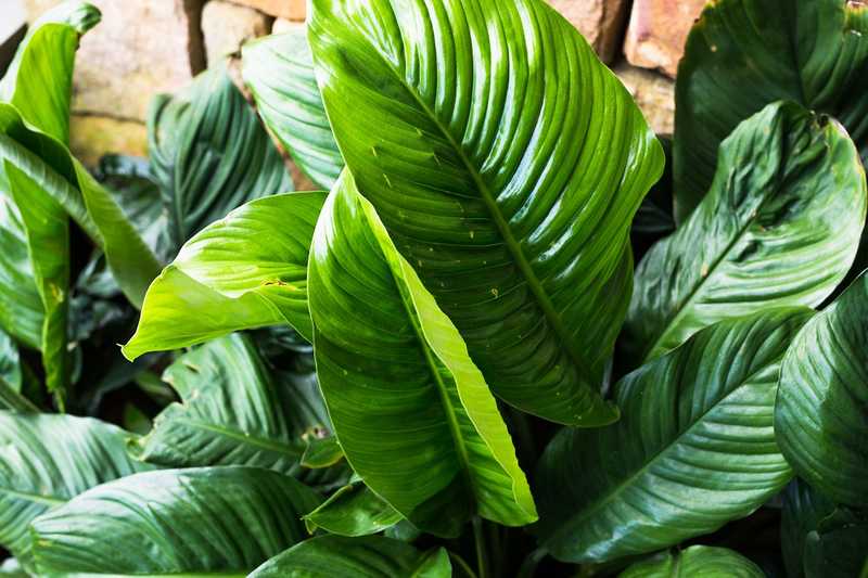 Plant of the month – Spathiphyllum - Harrisons Landscape