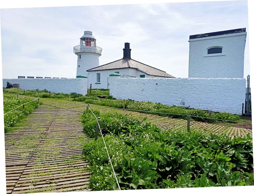 The Farne Islands: Once holy, and the home of Grace Darling, now a ...