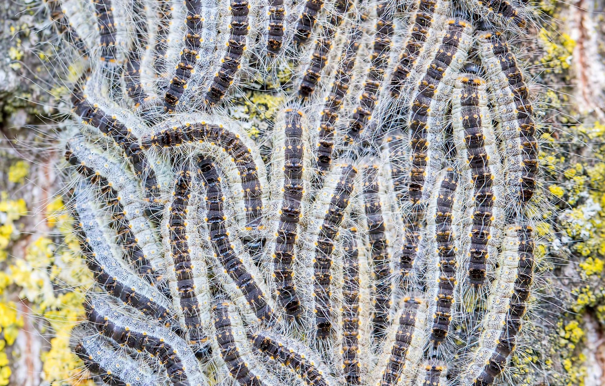 Eichen- und Kiefer-Prozessionsspinner im Profil | SchädlingsHero