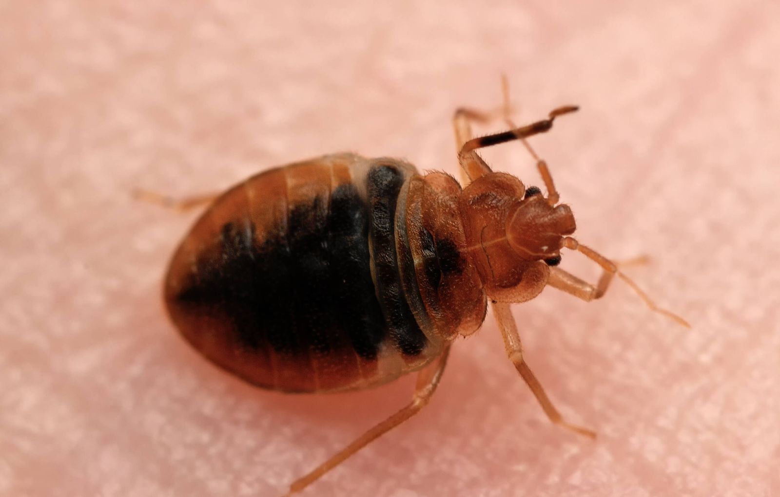 Alles, was Sie über Bettwanzen wissen müssen | SchädlingsHero