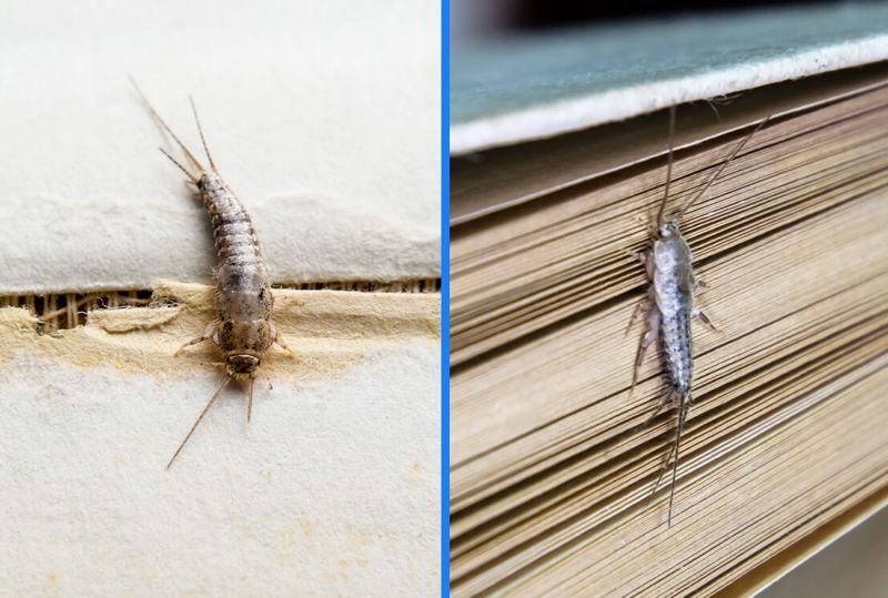 Silberfische & Papierfische erkennen und unterscheiden