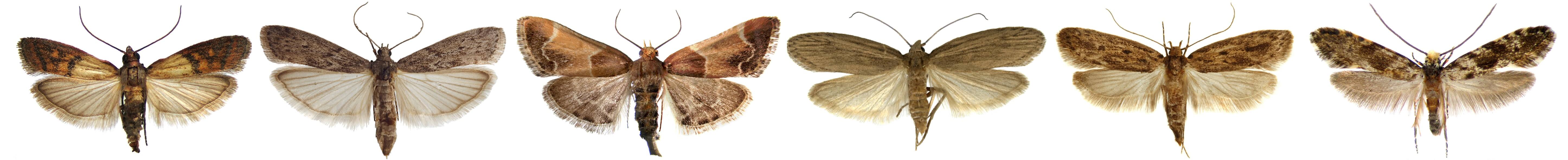 Wissenswertes über Motten als Schädlinge | SchädlingsHero