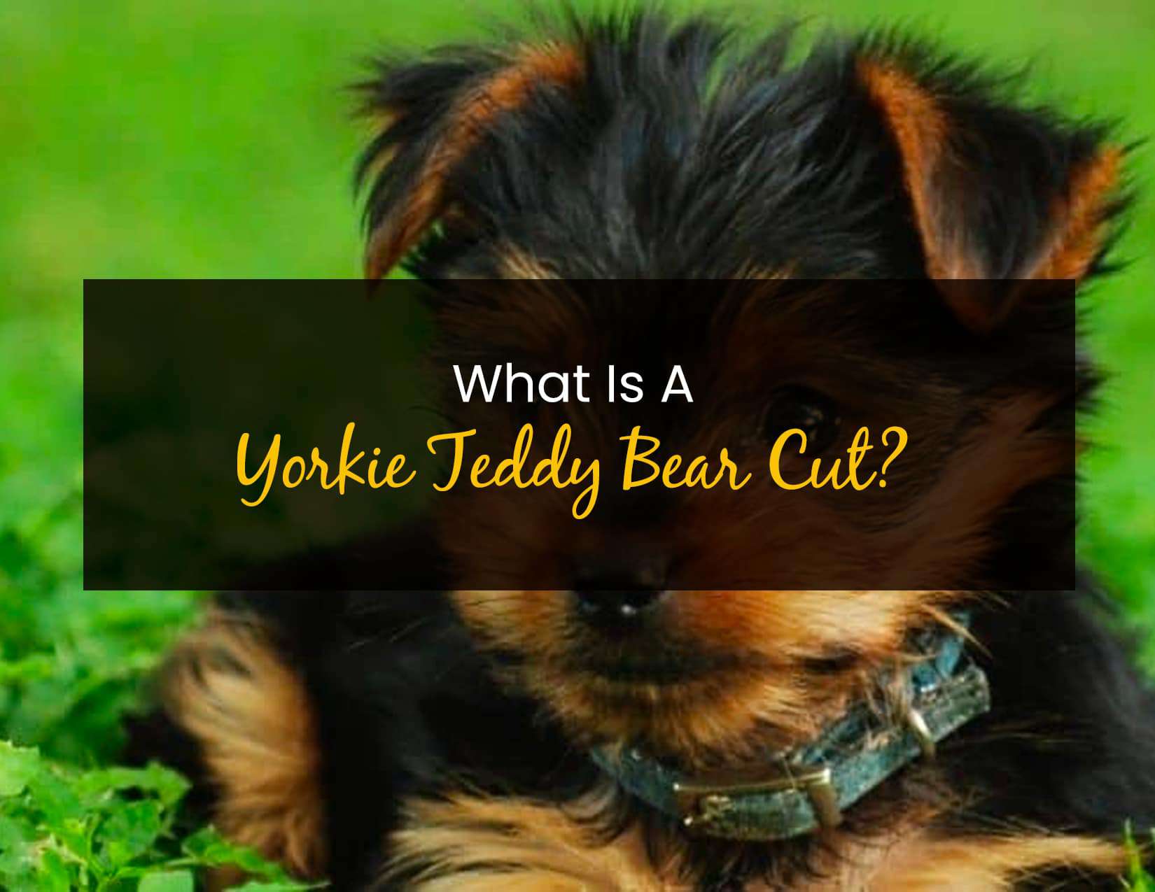 What Is A Yorkie Teddy Bear Cut Little Pet Corner