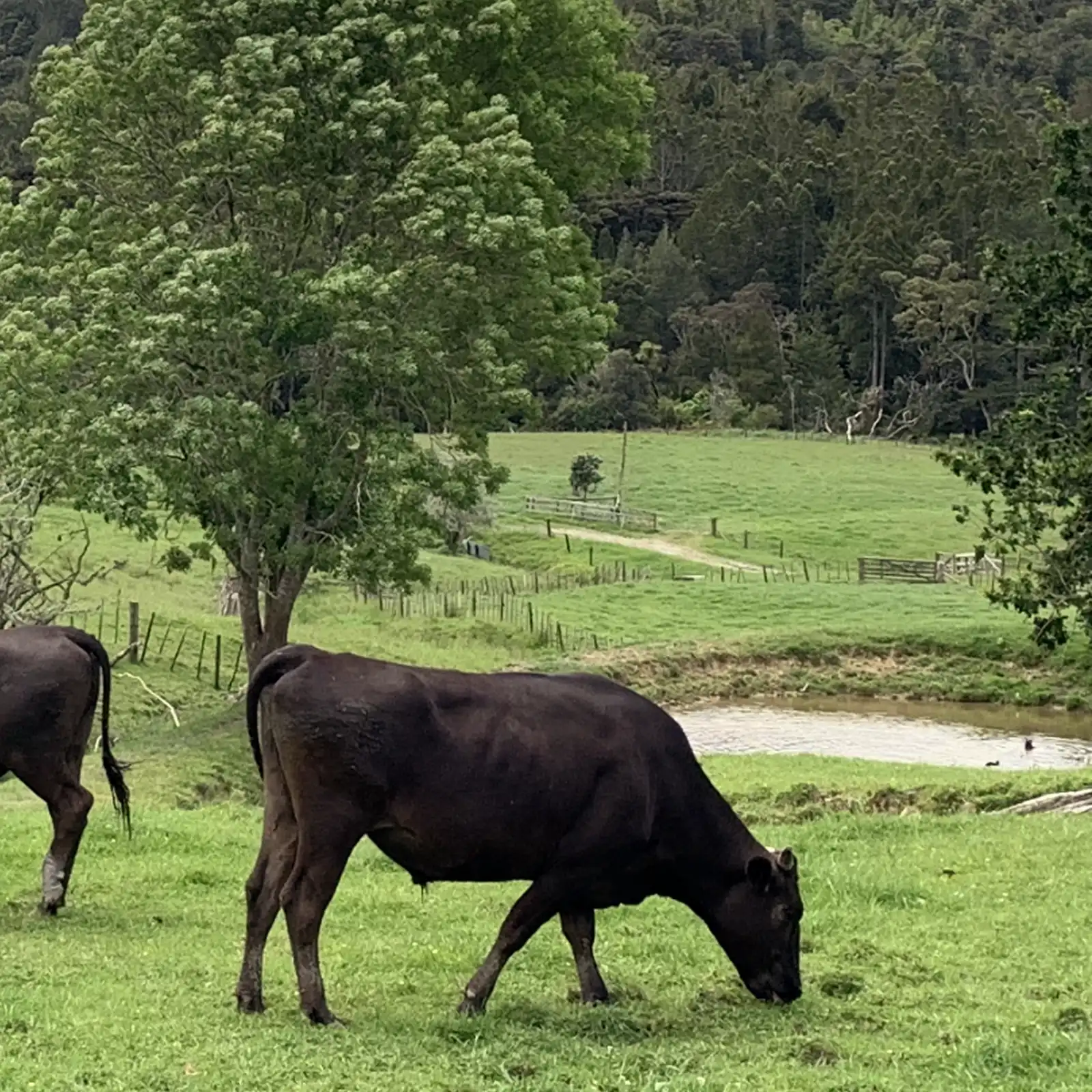 Sustainable Choices: Buy Direct from Farm with Earth First Food's ...