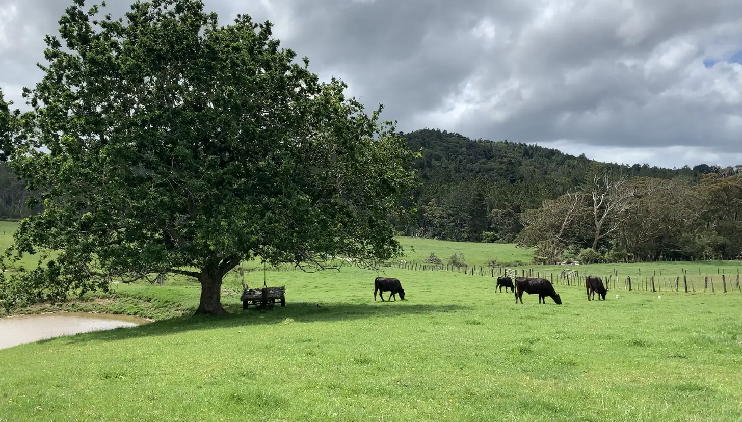 How this little Wagyu got to market