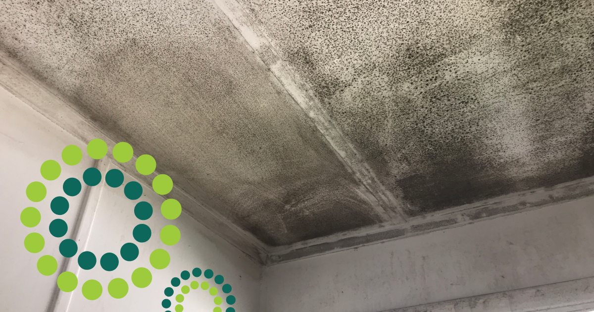 Mould Cleaning Australia - Your Local Mould Removal Experts