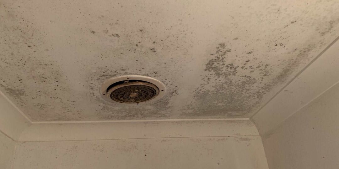 Black Mould Removal
