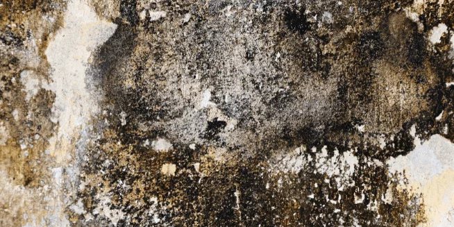 What Companies Get Rid of Mould in Australia and How to Choose the ...