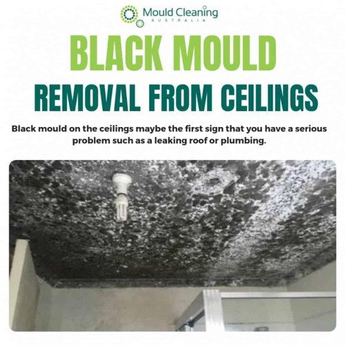 Black Mould Removal