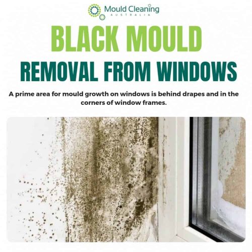 Black Mould Removal