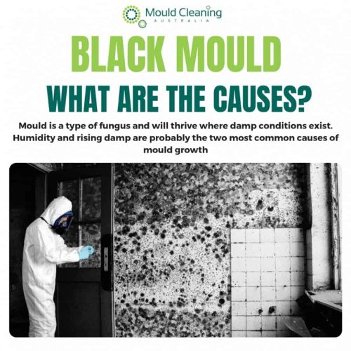 Black Mould Removal
