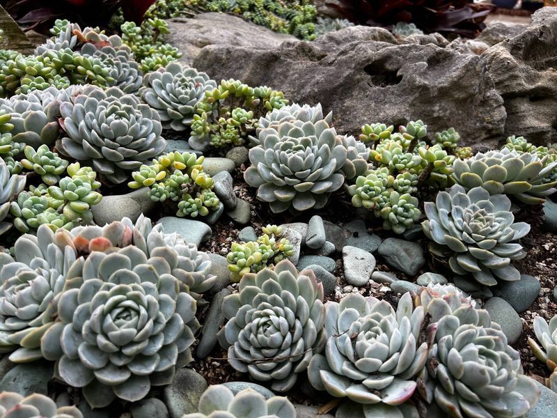 Cacti and Succulents: A Comprehensive Guide to growing And Caring for ...