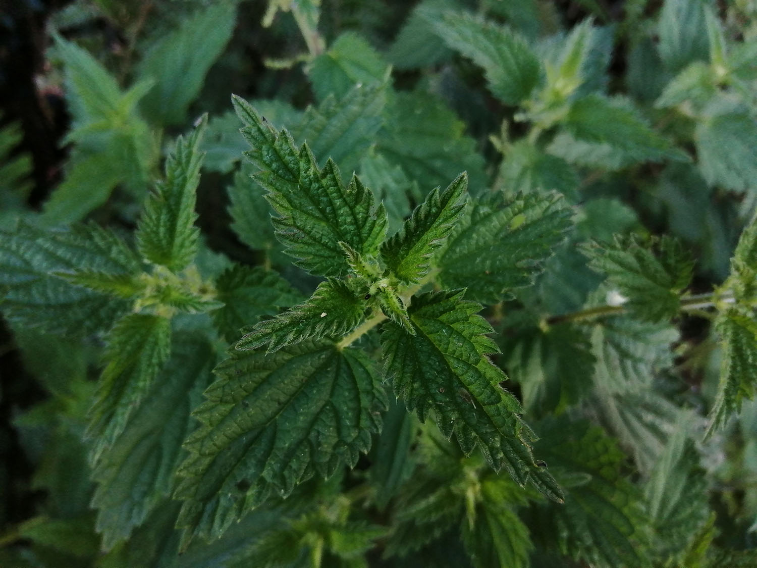 Dr. Sherri Greene | The healing power of the little stinging nettle leaf