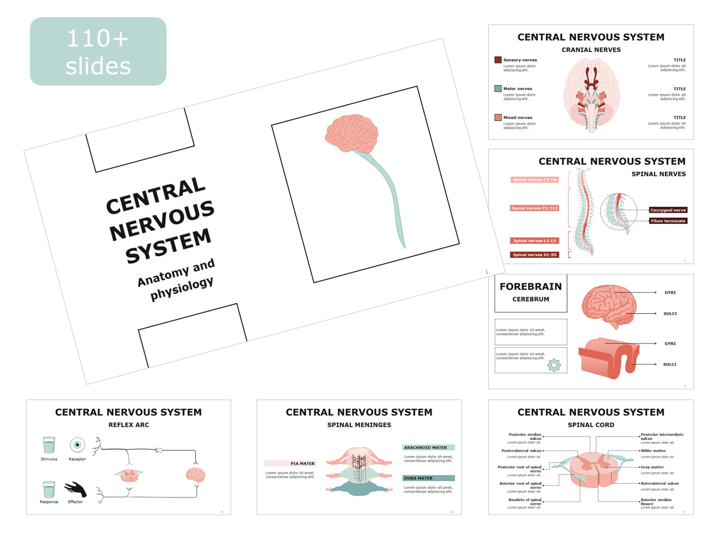 CNS anatomy and physiology PowerPoint Template - RxSlides - The largest ...