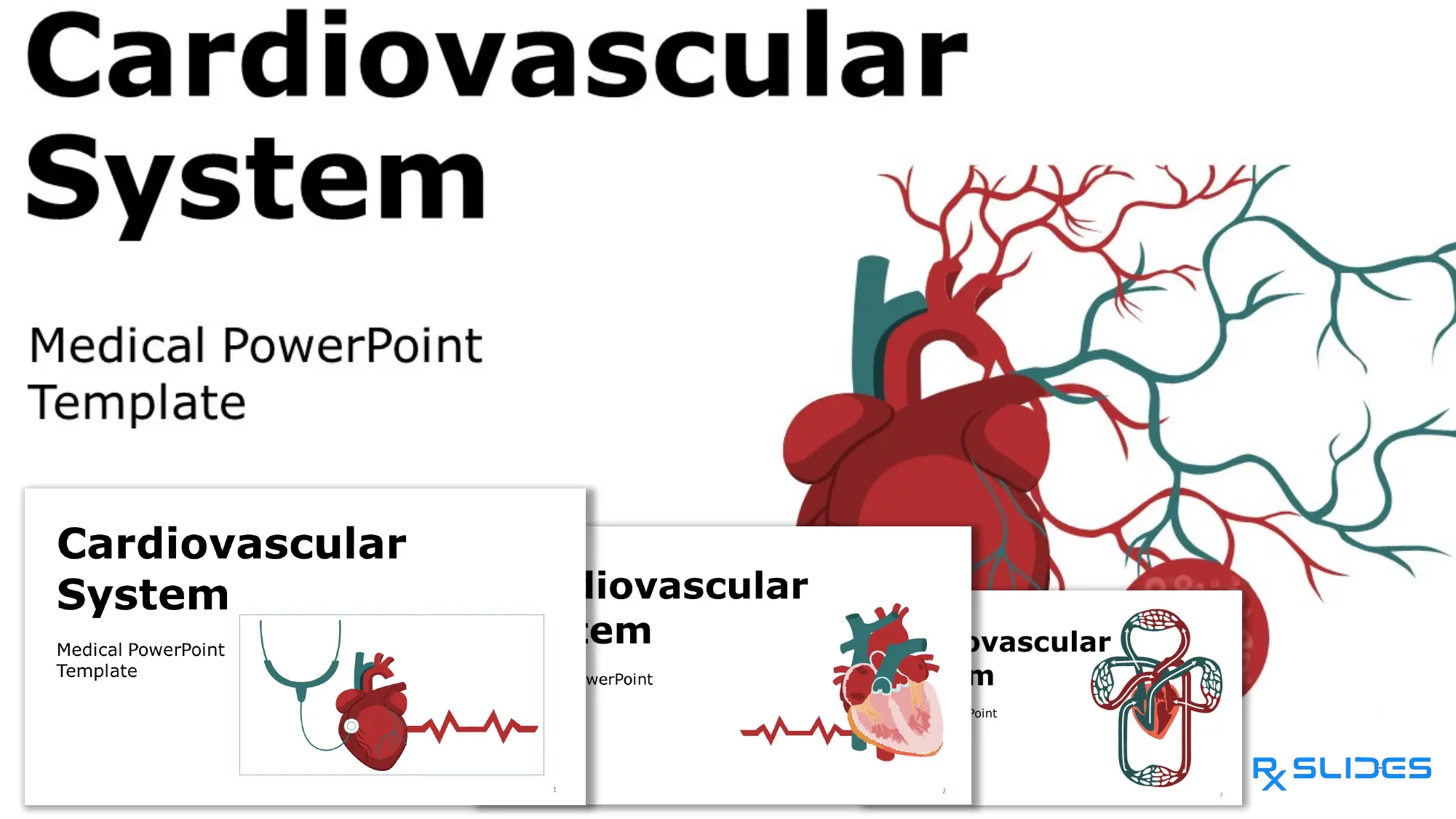 Cardiovascular system anatomy and physiology PowerPoint Template ...