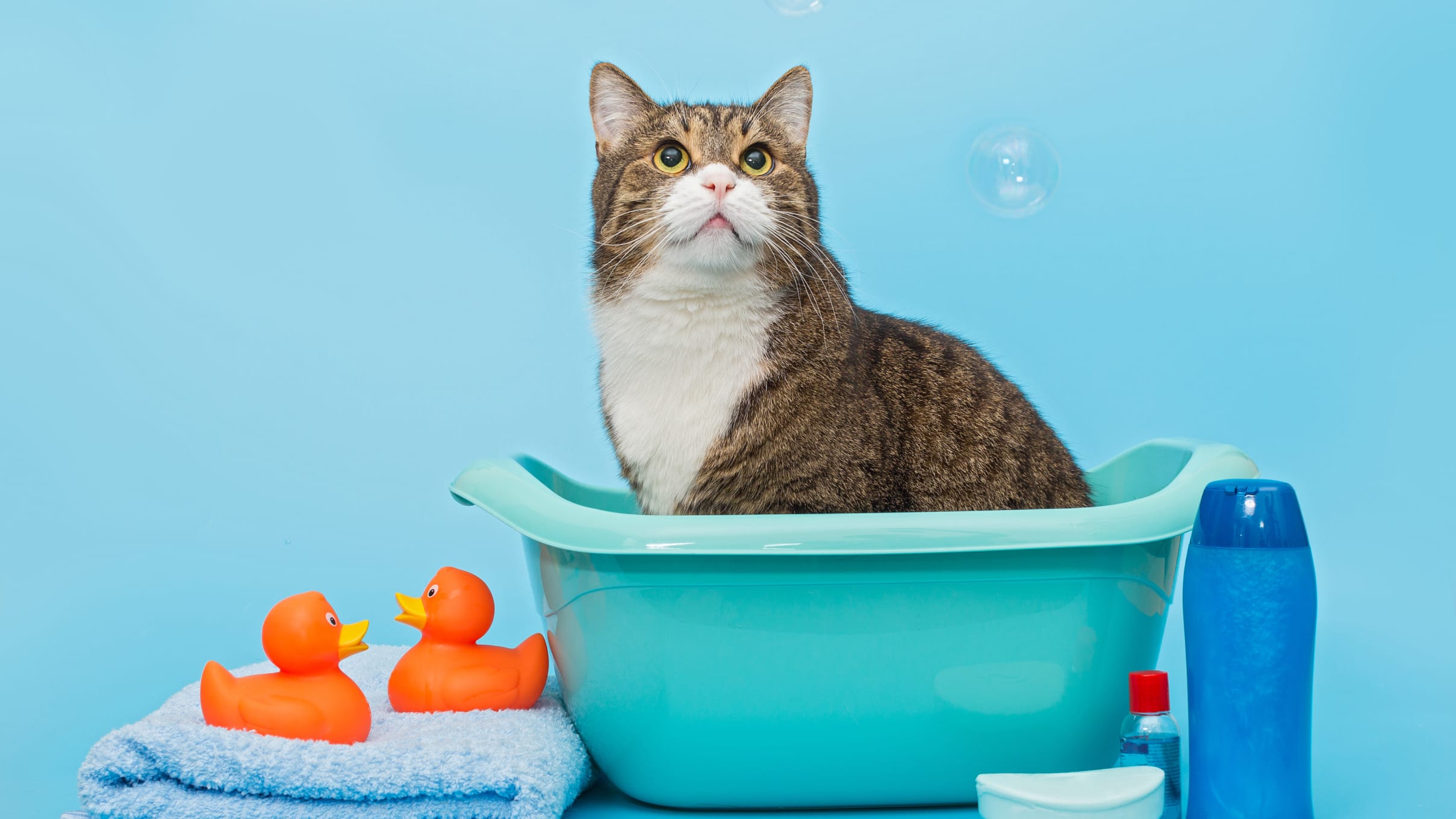 How to Bathe a Cat or Kitten Without Getting Scratched | Pet Pavilion ...