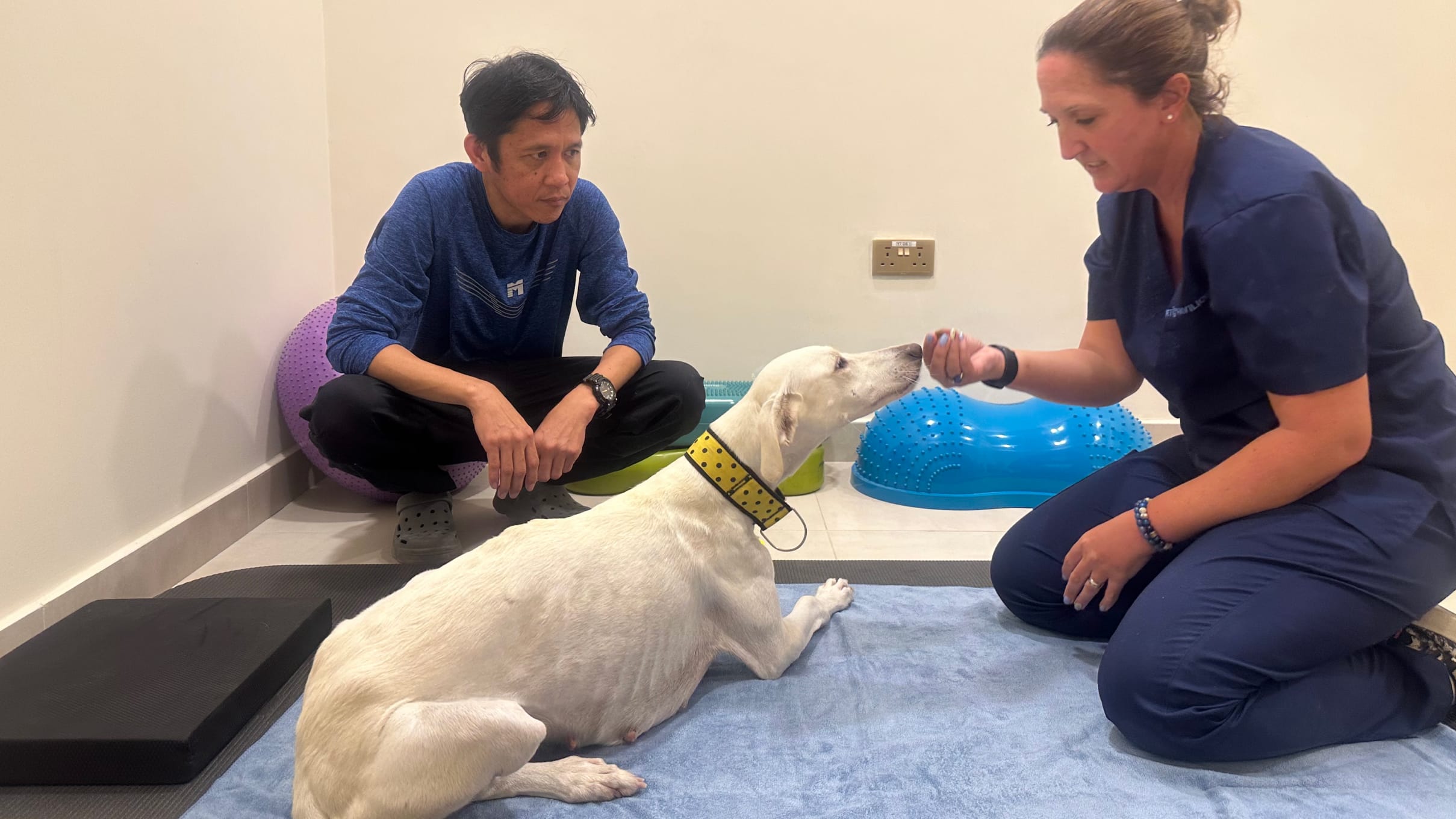 Physiotherapy Unit for Dogs in Abu Dhabi | Pet Pavilion Veterinary ...