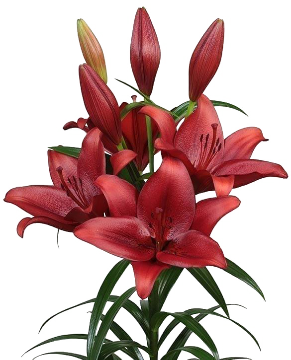 Lone Star Flower Farm - U-pick flower farm in Texas