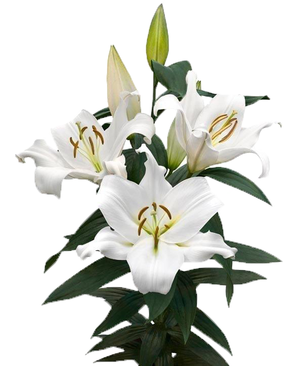 Lone Star Flower Farm - U-pick flower farm in Texas