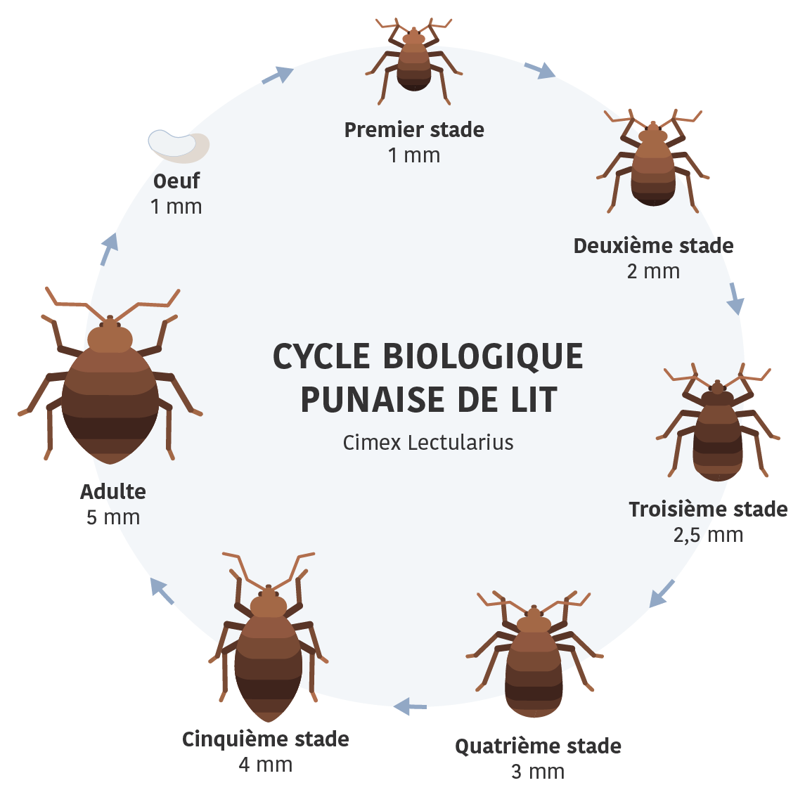 Punaise de lit