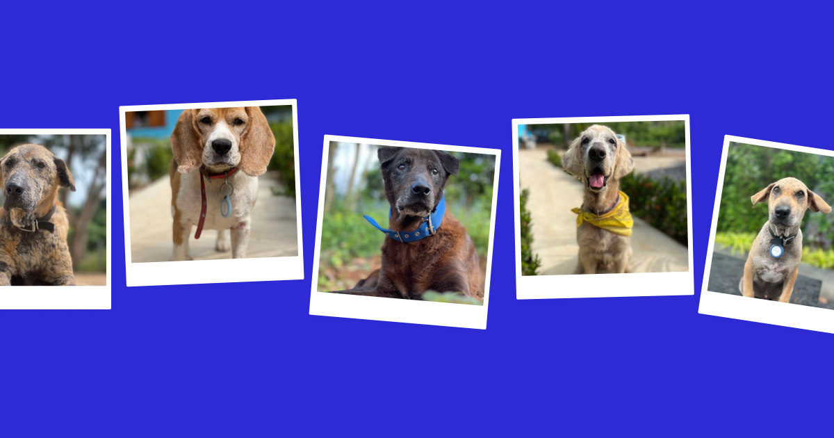Happy Doggo | Fixing the global street dog problem