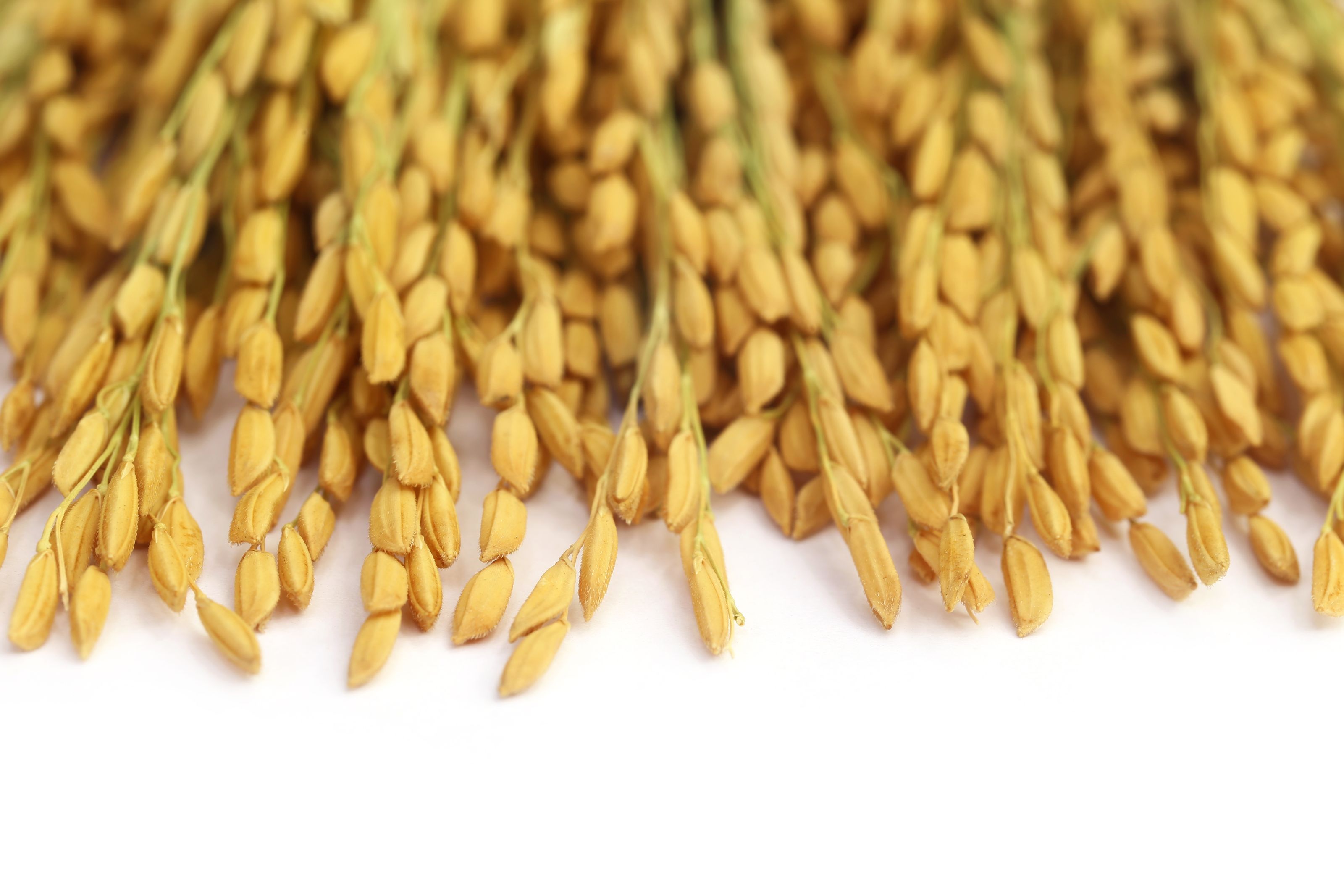 Retail Rice | Riceland