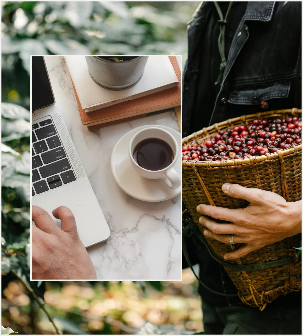 Case Study — Apffels Fine Coffees