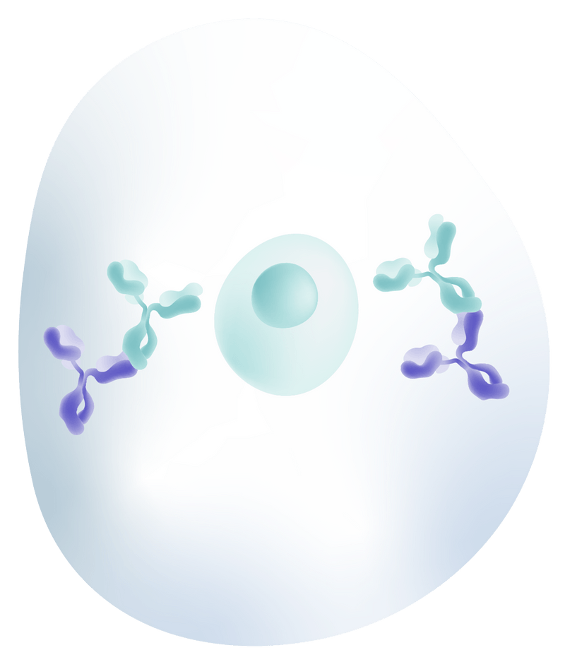 Functional antibody screening