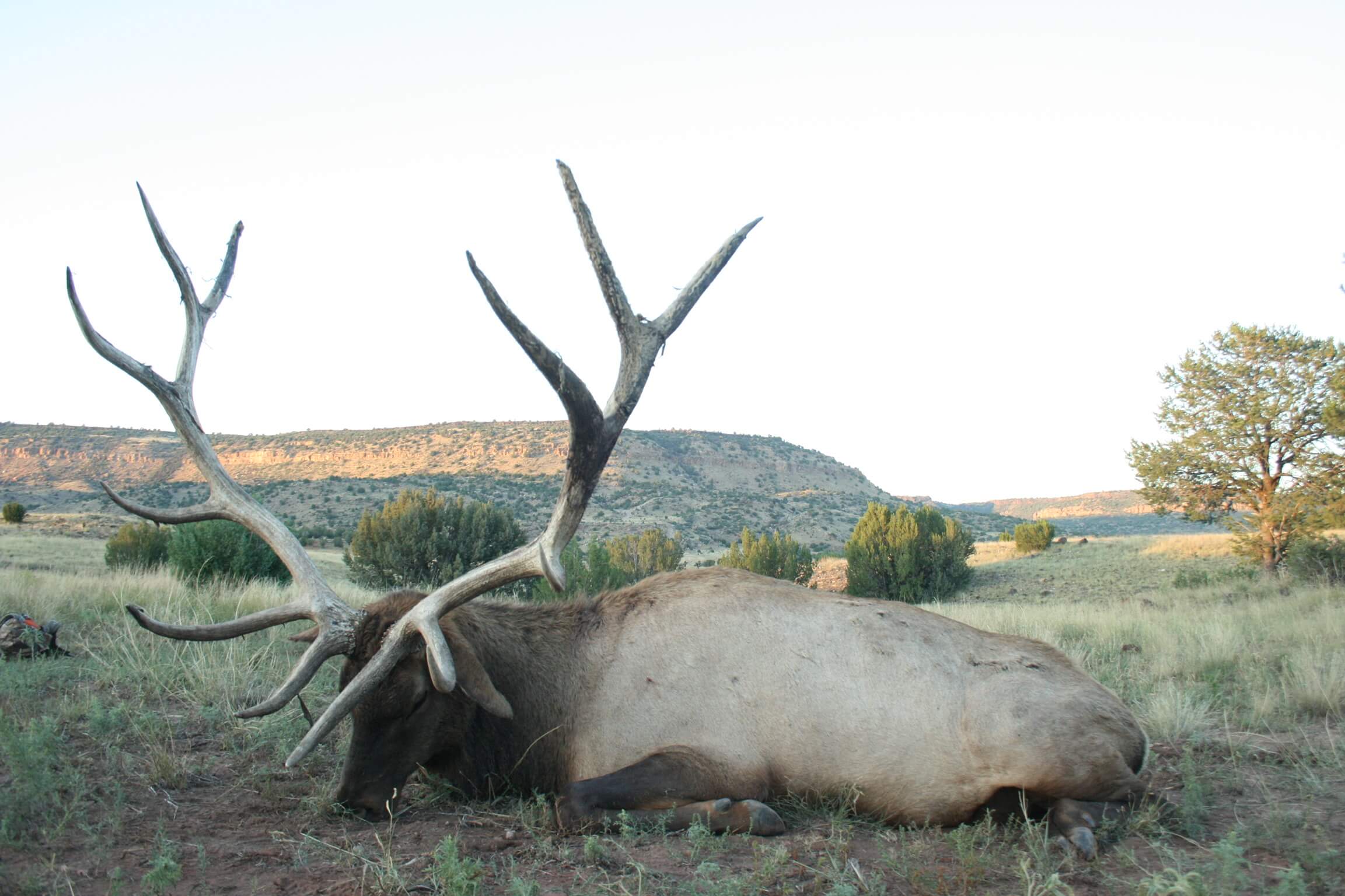 Cotton Mesa - Trophy