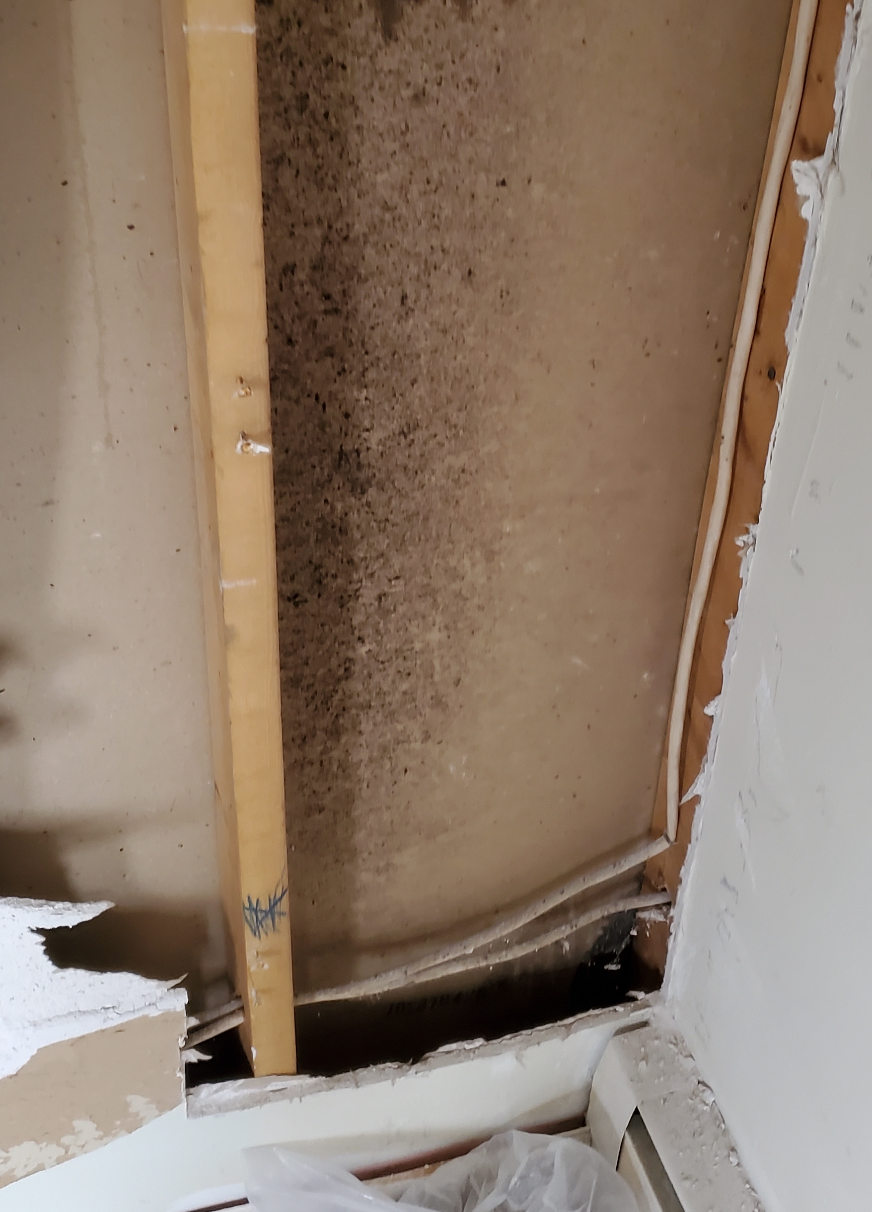 How to Spot Black Mold in Your Home - Top Shelf Mold Removal