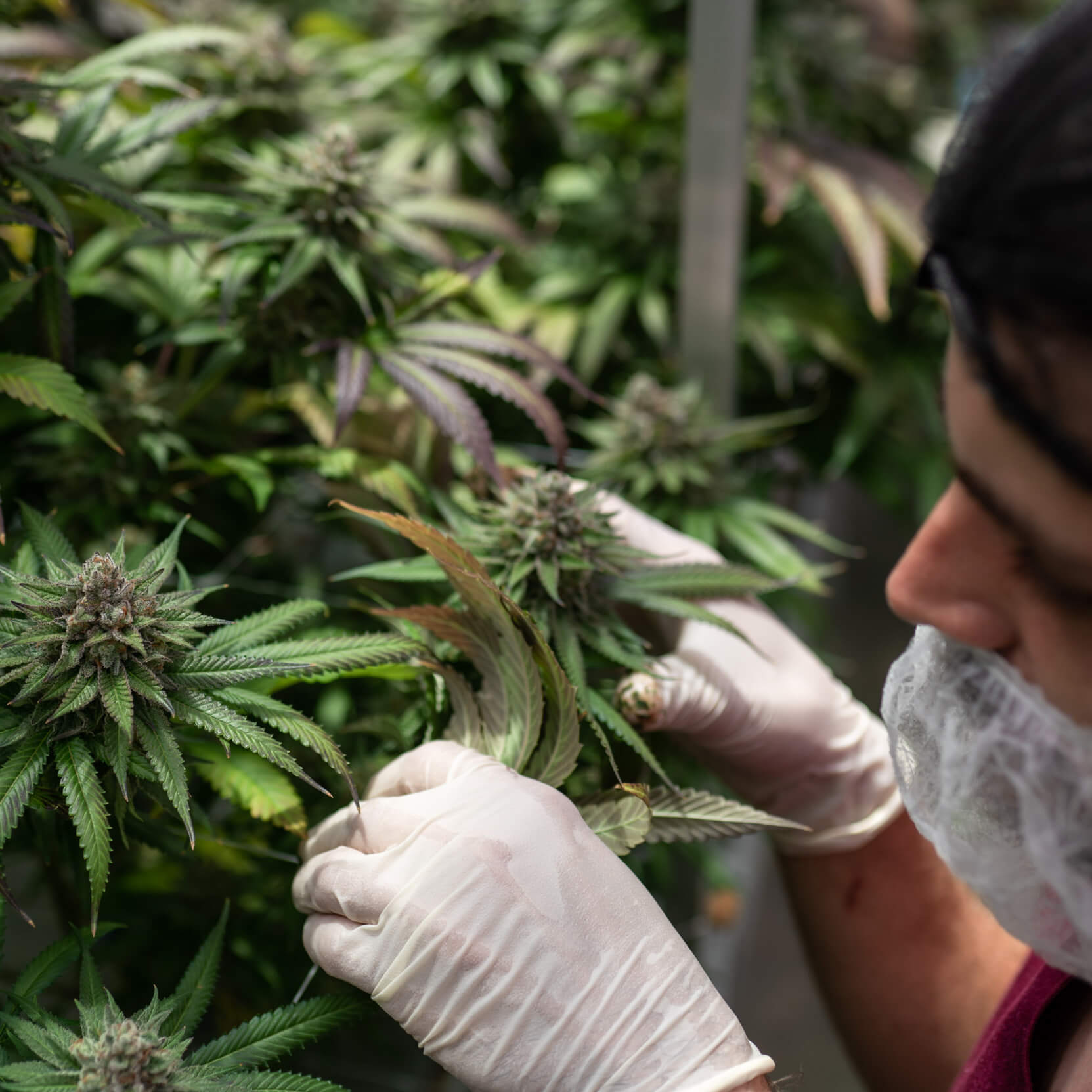 Karoo Bioscience Products