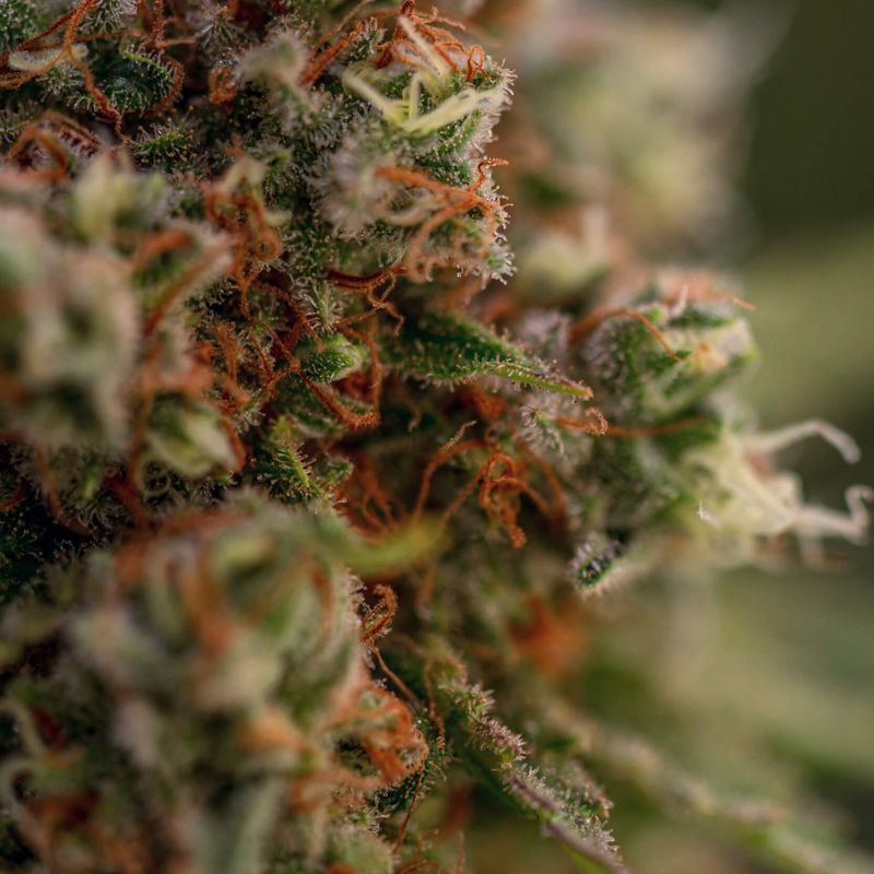 Karoo Bioscience Products