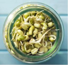 El Poder de Germinar tus legumbres