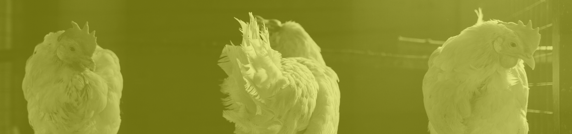 The Poultry Industry: Challenges and Solutions