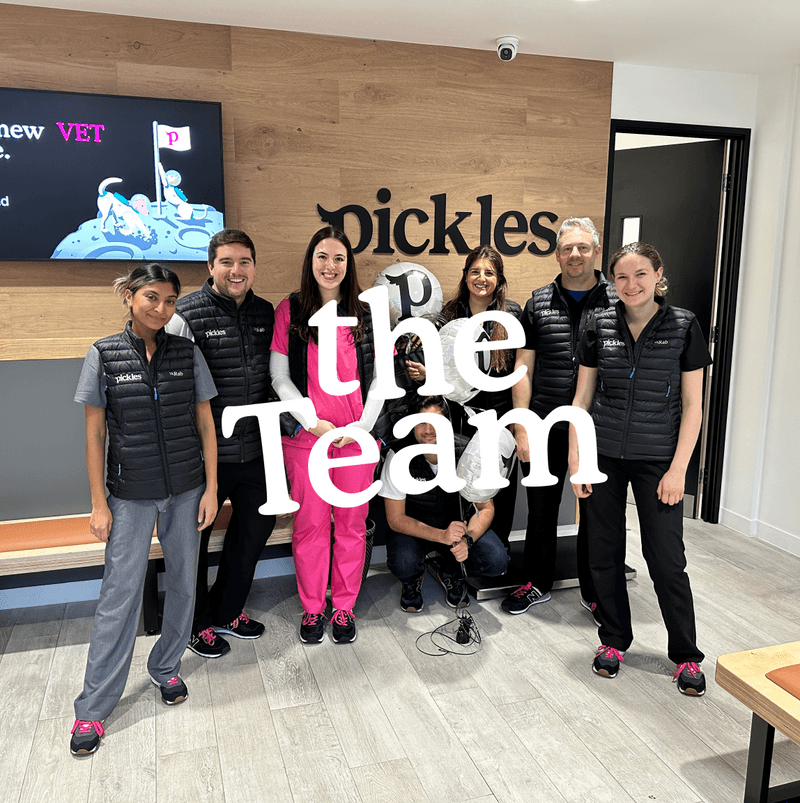 Home | Pickles Vets | London