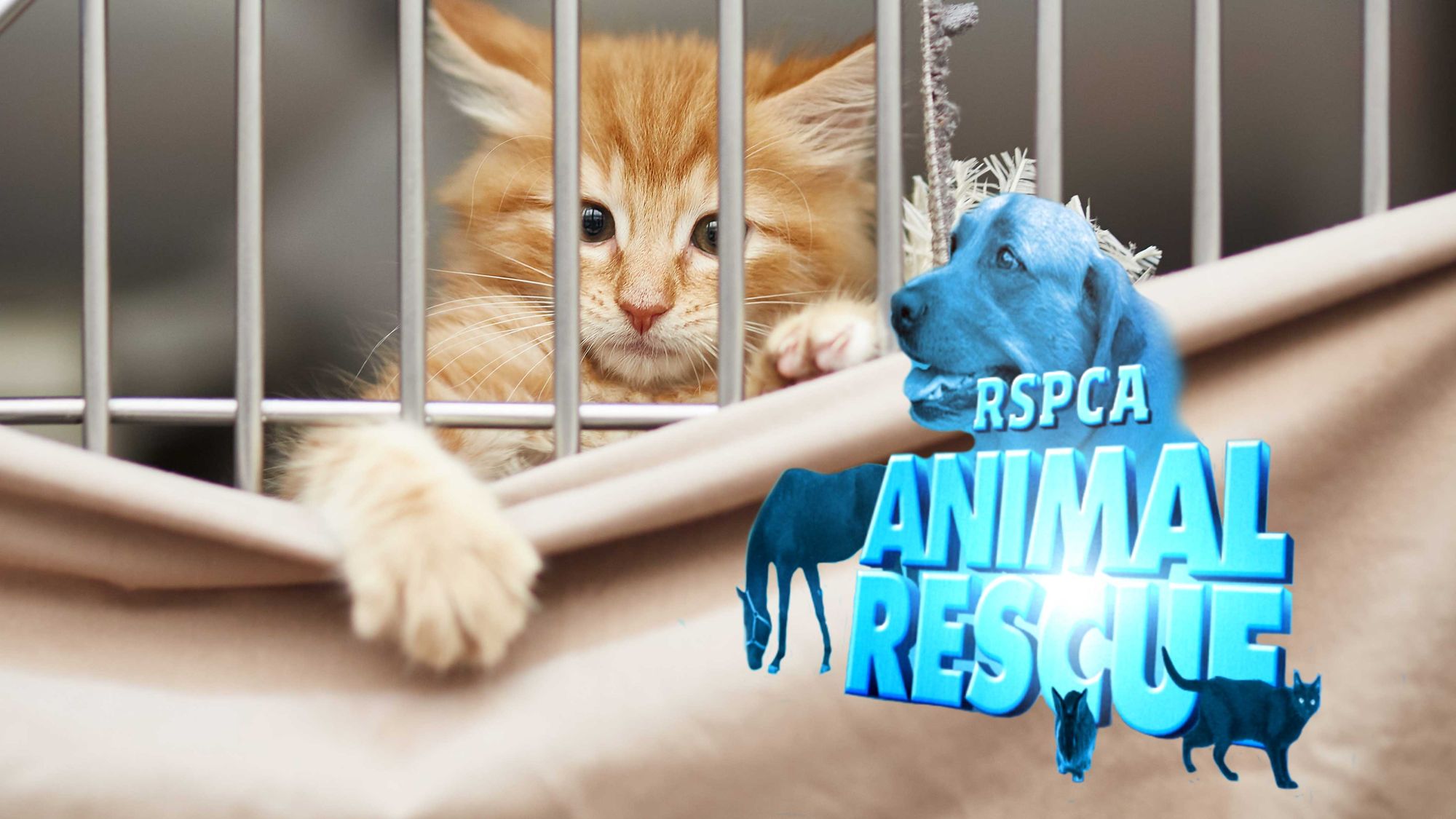 Imagination TV | RSPCA Animal Rescue