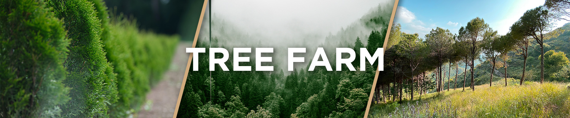 The Dunham Farm - Silkie Chickens, Bunies, and Petting Zoo