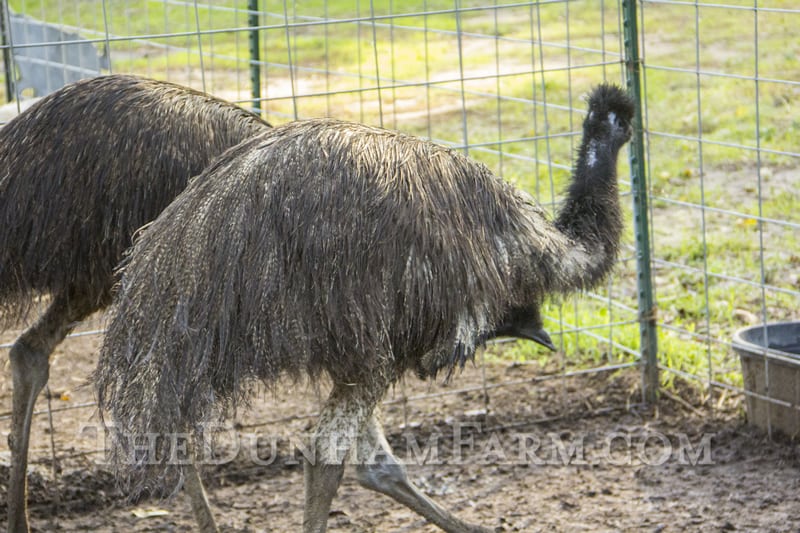 Emus - Fort Worth, TX