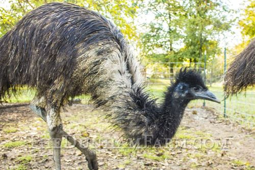 The Dunham Farm - Silkie Chickens, Bunies, and Petting Zoo