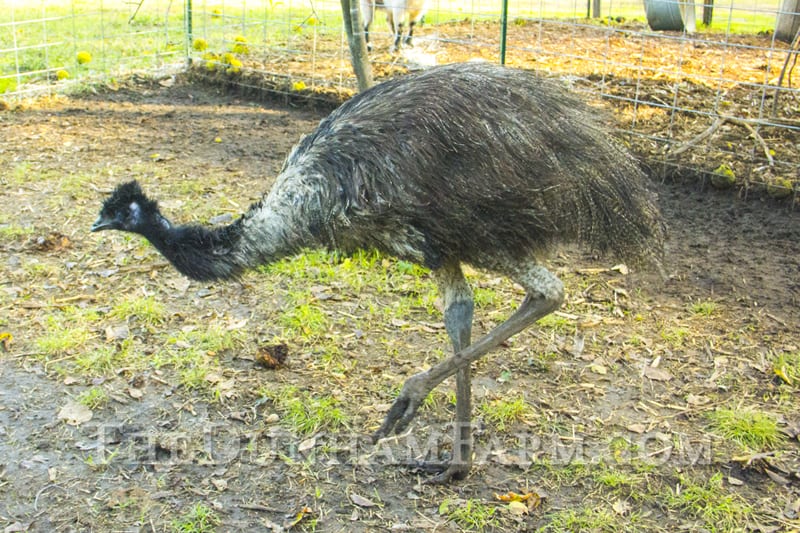 Emus - Fort Worth, TX