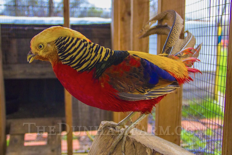 Red Golden Pheasants