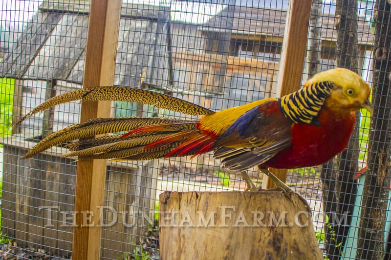 Red Golden Pheasants