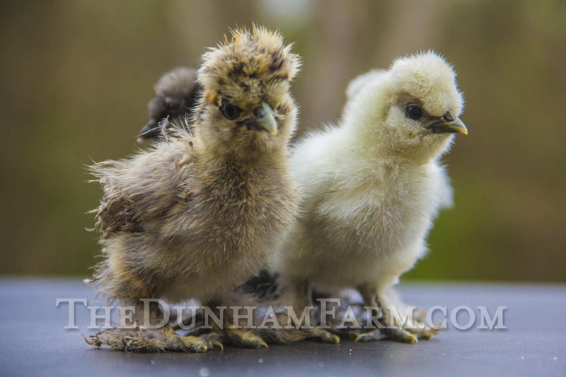 Silkie Chickens For Sale