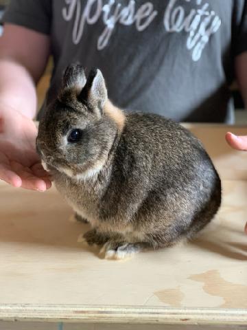 Netherland Dwarf Bunnies - Fort Worth, TX