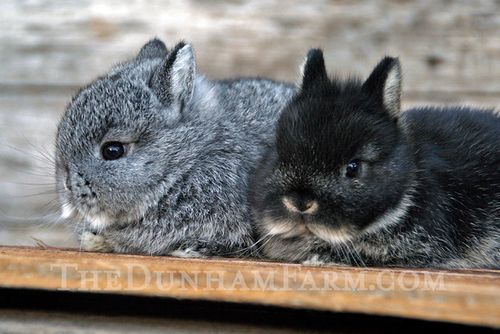Netherland Dwarf Bunnies - Fort Worth, TX