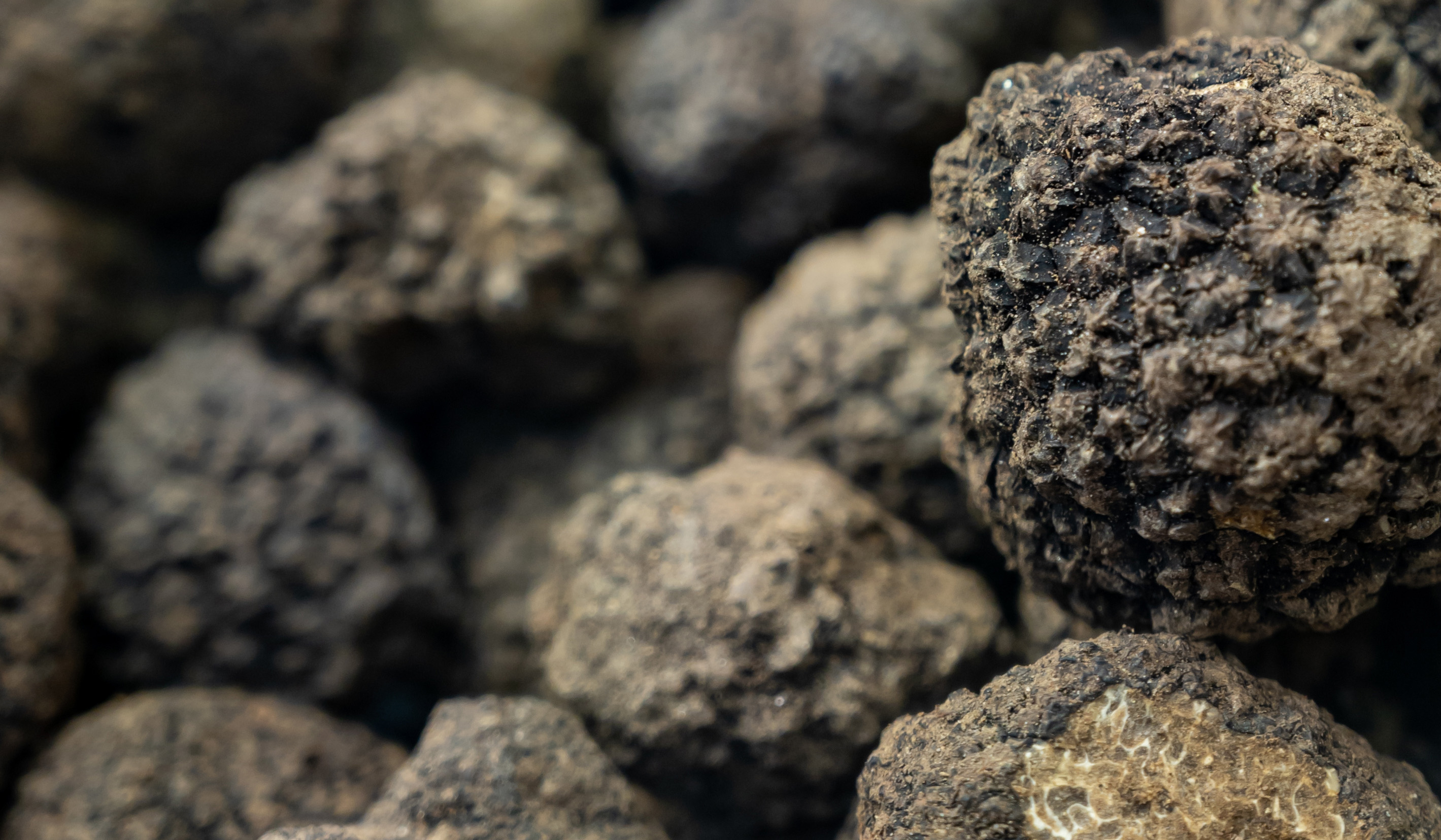 Why truffle farming needs a data-first approach
