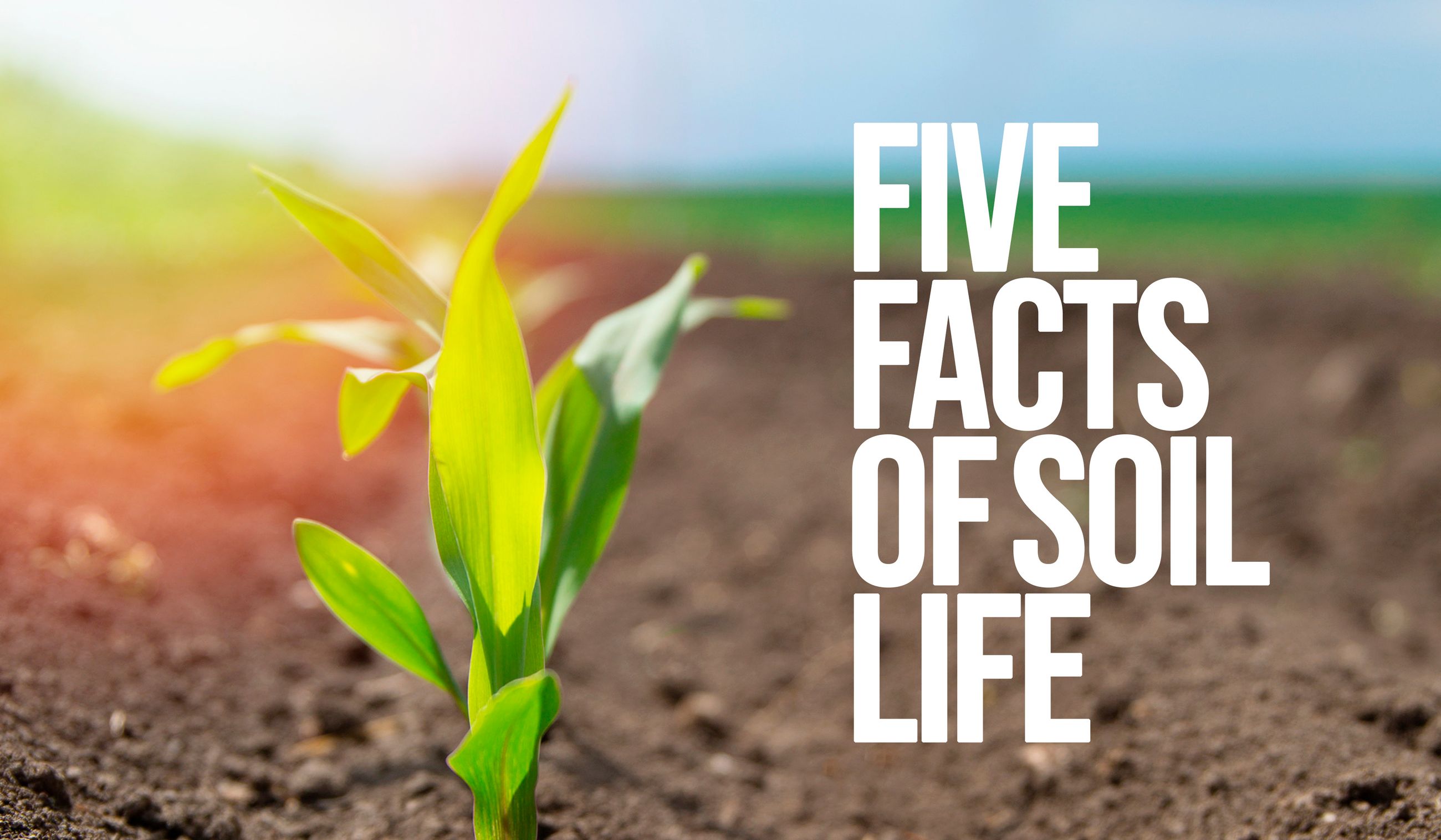 Five Facts of Soil Life